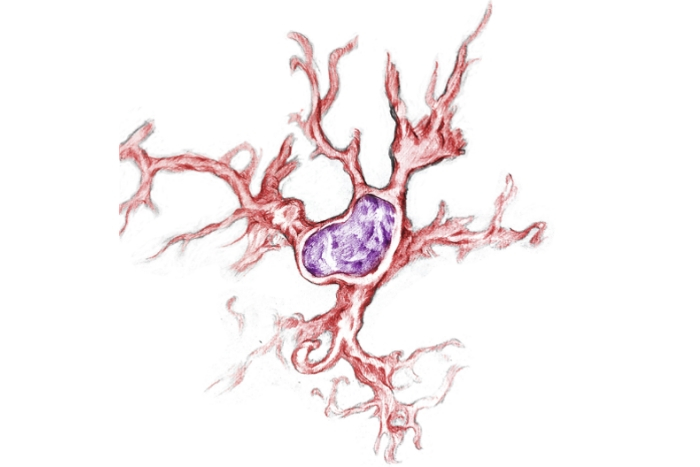 Spinal microglia and neuropathic pain - Quebec Pain Research Network